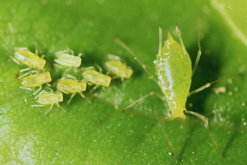 Tiny Lime Green Bug - What Is It? - Home Care Zen Tiny Lime Green Bug - What Is It? - Home Care Zen